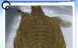 甲鱼怎么杀_甲鱼宰杀前怎么处理