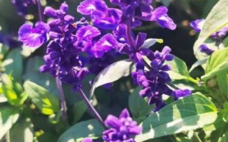 鼠尾草图片大全_鼠尾草长什么样