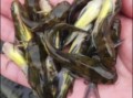 黄骨鱼营养价值高吗_黄骨鱼的功效与作用
