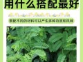 鸡骨草的功效与作用_鸡骨草怎么吃才安全