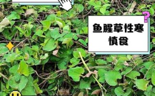 新鲜鱼腥草怎么吃消炎_鱼腥草消炎的正确吃法