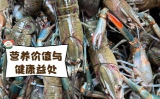 澳洲龙虾多少钱一斤_澳洲龙虾价格走势