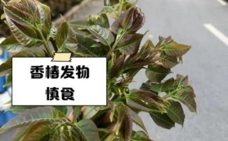 吃香椿中毒怎么办_香椿中毒怎么快速缓解