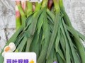 青蒜叶怎么保存_青蒜叶的营养价值