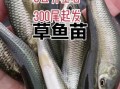 草鱼苗批发价格_草鱼苗批发哪里便宜