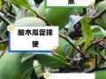 酸木瓜怎么吃_酸木瓜的禁忌有哪些