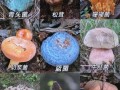 蘑菇种类大全_如何辨别可食用蘑菇