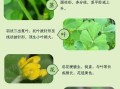 金花菜是什么菜_金花菜和草头区别