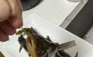 黄辣丁寄生虫多吗_怎么彻底去除