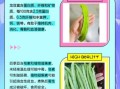 龙豆和四季豆的区别_哪个营养价值更高