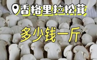 松茸价格多少钱一斤_为什么那么贵