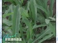 野生苦菜的功效与作用_野生苦菜怎么吃最好