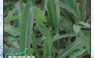 野生苦菜的功效与作用_野生苦菜怎么吃最好
