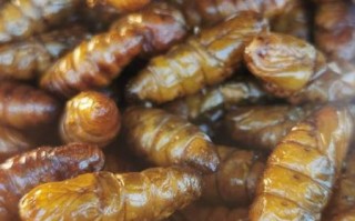 壮阳虫子有哪些_怎么吃才有效