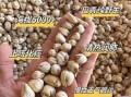 贝母价格是多少钱一克_川贝母多少钱一克