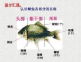 鱼鳍是哪个部位_鱼鳍结构图怎么看