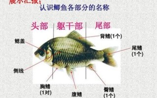 鱼鳍是哪个部位_鱼鳍结构图怎么看