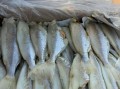 麦香鱼是什么鱼_麦香鱼原料揭秘