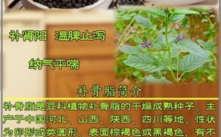 补骨脂对女人的好处_女人吃补骨脂有哪些功效