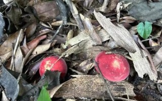 野生红菇多少钱一斤_野生红菇为什么这么贵