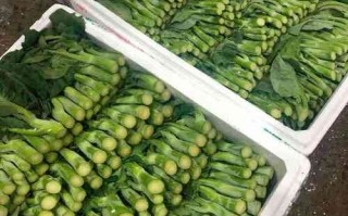 芥兰花图片_如何挑选新鲜芥兰花