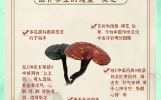 灵芝泡水喝的正确方法_灵芝泡水一天喝几次