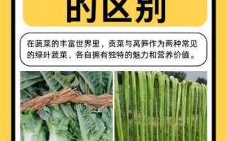 贡菜和莴笋的区别_贡菜是莴笋干吗