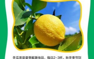 冬瓜茶怎么做_冬瓜茶的功效与禁忌