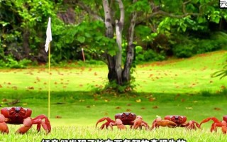 红蟹迁徙路线_红蟹怎么过公路