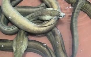 红鳗鱼多少钱一斤_红鳗鱼价格行情