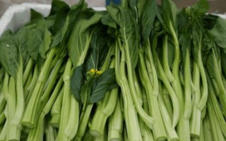 菜心别名叫什么_菜心又叫什么名字