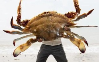 河螃蟹蒸多长时间熟_蒸螃蟹冷水下锅还是热水