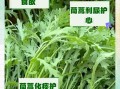女人吃茼蒿菜有什么好处_茼蒿菜对女性的功效与作用