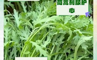 女人吃茼蒿菜有什么好处_茼蒿菜对女性的功效与作用