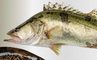 桂鱼图片大全高清_桂鱼怎么分辨野生与养殖