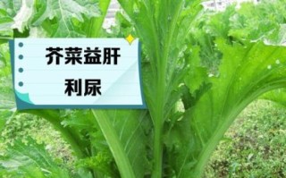芥菜的营养价值及功效与作用_芥菜怎么吃最健康