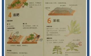 茼蒿种子怎么种_茼蒿种子几天发芽