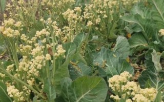 菜花要不要焯水_焯水后口感会变差吗