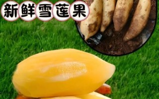 雪莲果几月份成熟上市_雪莲果什么时候吃最好