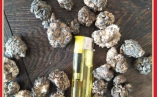 猴脑菌是什么_猴脑菌的功效与作用