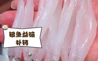 太湖银鱼图片_太湖银鱼长什么样