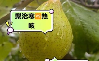 什么梨止咳化痰效果好_雪梨和鸭梨哪个更管用