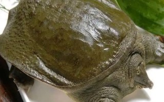 甲鱼批发价格多少钱一斤_如何挑选优质甲鱼