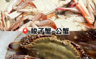 梭子蟹一年有几次鱼汛_梭子蟹最佳捕捞时间