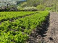 龙须菜从哪里长出来_龙须菜产地分布