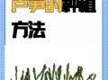 芦笋怎么种_芦笋种植方法步骤