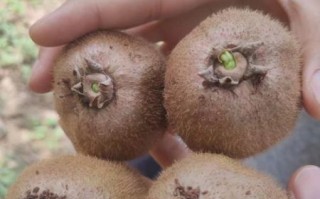 徐香猕猴桃为什么甜_徐香猕猴桃怎么挑