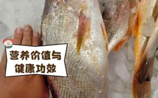 黄姑鱼怎么做好吃_黄姑鱼的营养价值