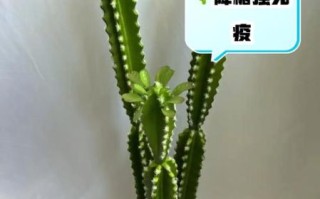 吃仙人掌有什么好处_仙人掌营养价值高吗