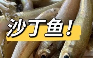 沙丁鱼怎么做好吃_沙丁鱼做法视频教程